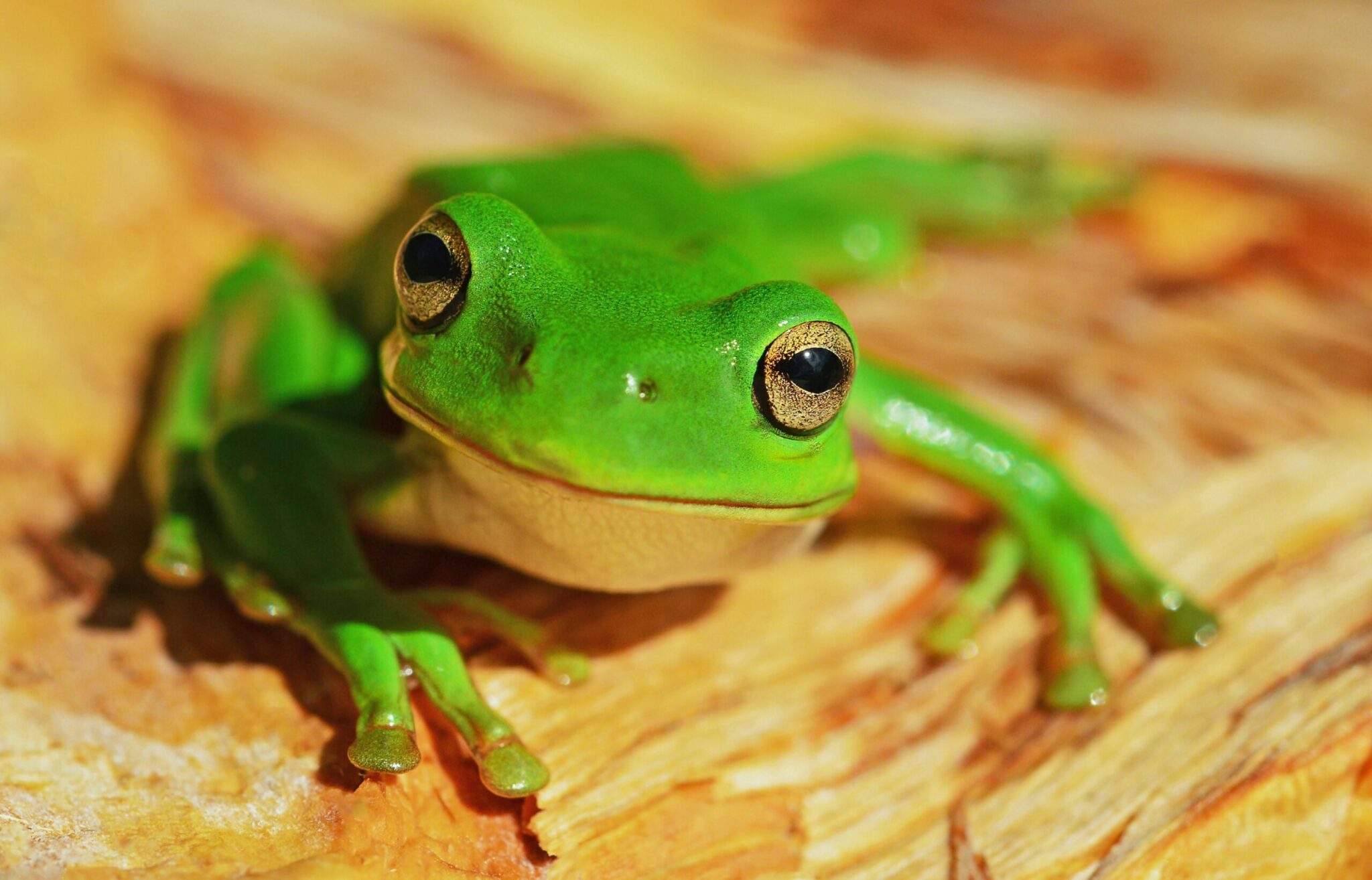 American Green Tree Frog Care Guide - Hunter's Exotics