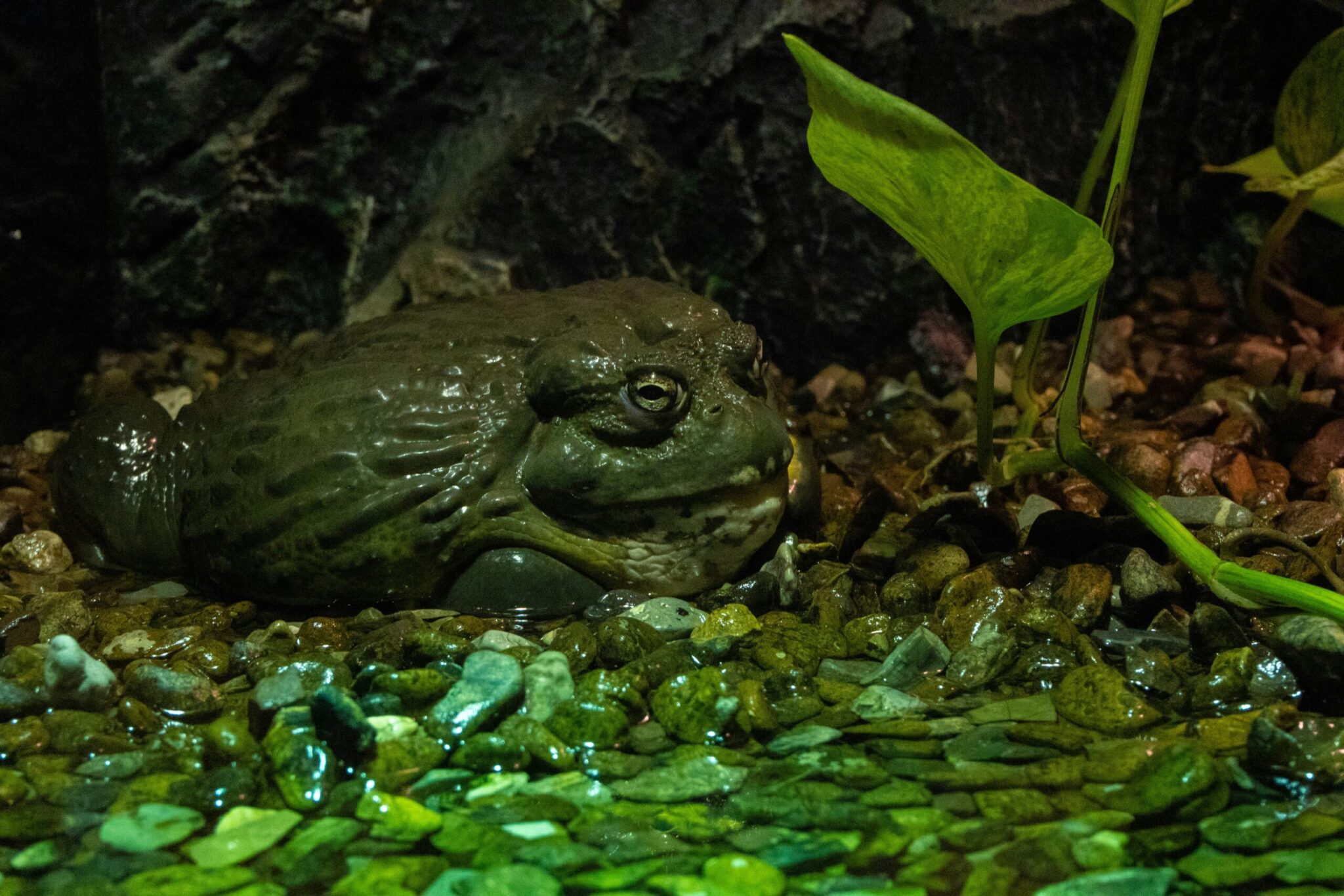 African Bullfrog Care Guide - Hunter's Exotics