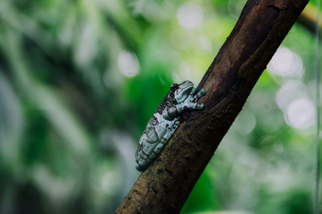 Amazon Milk Frog Care Guide - Hunter's Exotics