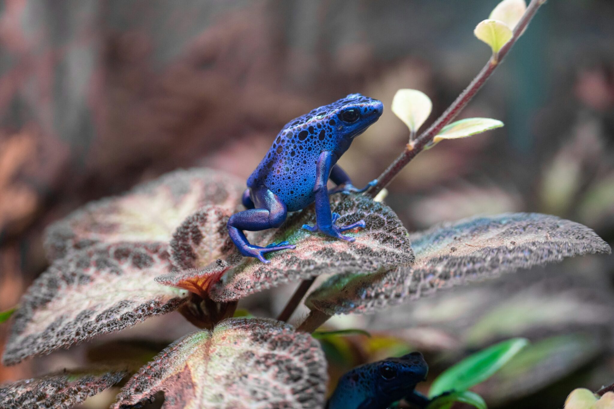 Dendrobates tinctorius ‘Azureus’ Care Guide (Poison Dart Frog) - Hunter ...