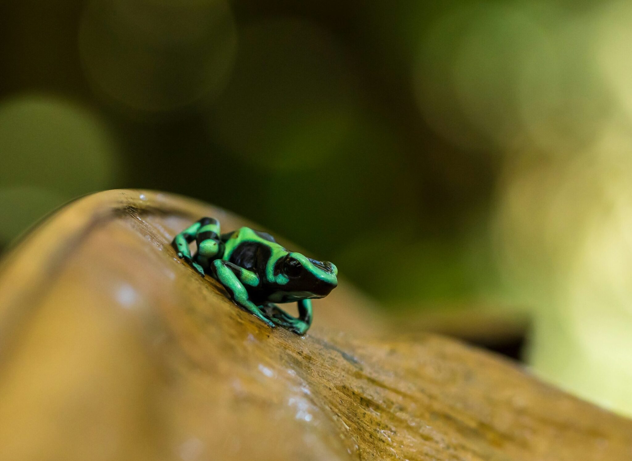Dendrobates Auratus ‘Reticulated’ (Poison Dart Frog) - Hunter's Exotics